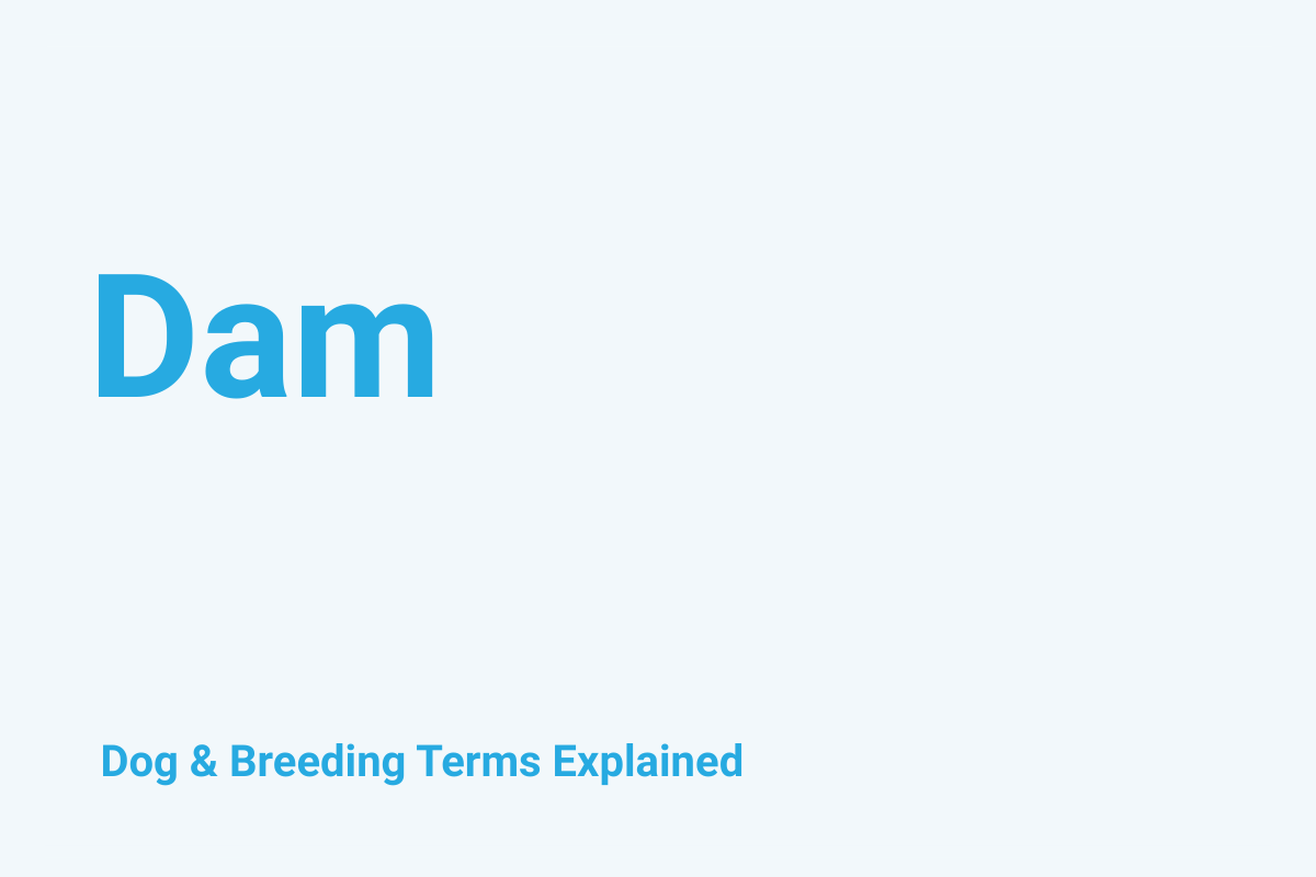Dam: Dog & Breeding Term Explained