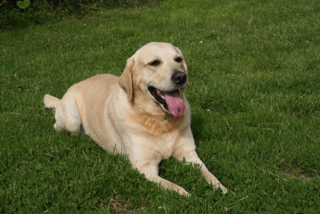 9 Best Dog Breeds for First-Time Owners