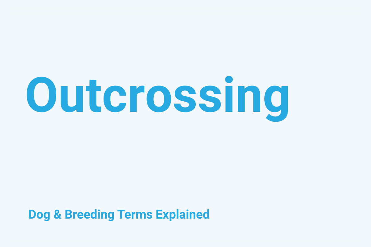 Outcrossing: Dog & Breeding Term Explained - Dogz Online