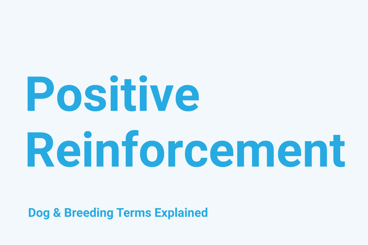 Positive Reinforcement: Dog & Breeding Term Explained - Dogz Online