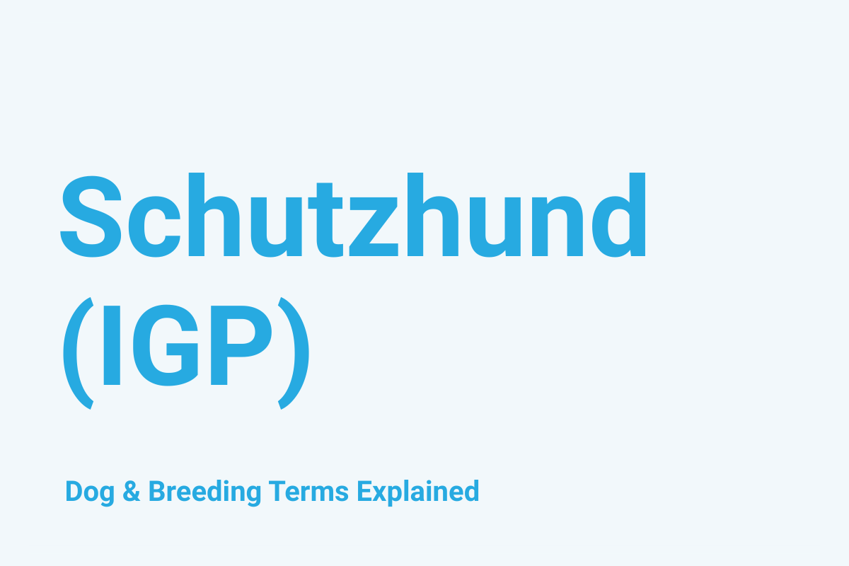Schutzhund (IGP): Dog & Breeding Term Explained - Dogz Online