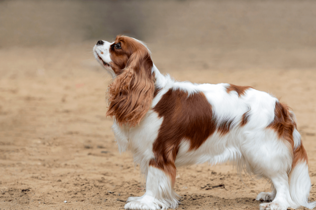 10 Most Loyal Dog Breeds in Australia - Dogz Online