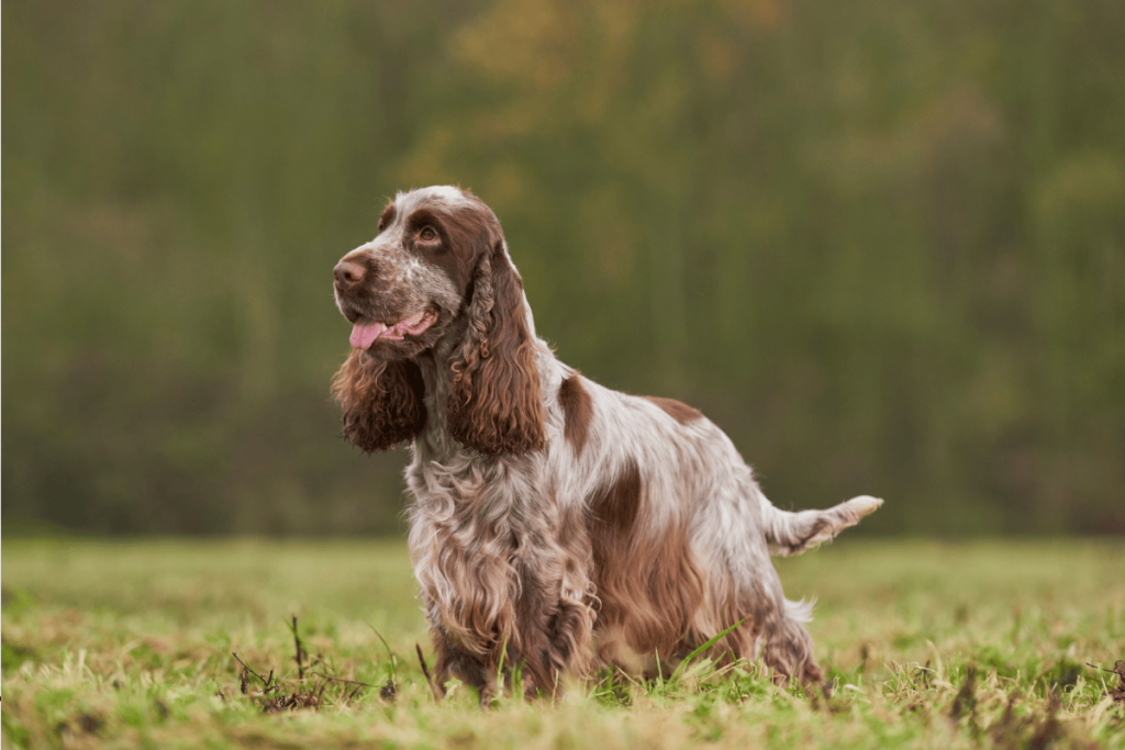 10 Best Therapy Dog Breeds in Australia