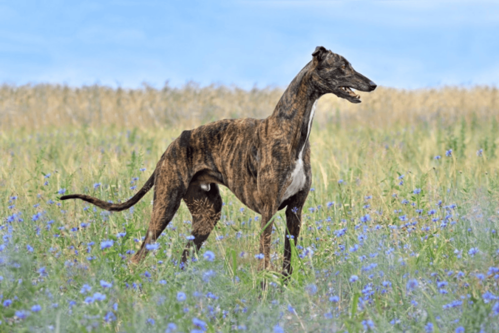 10 Best Dog Breeds for Seniors