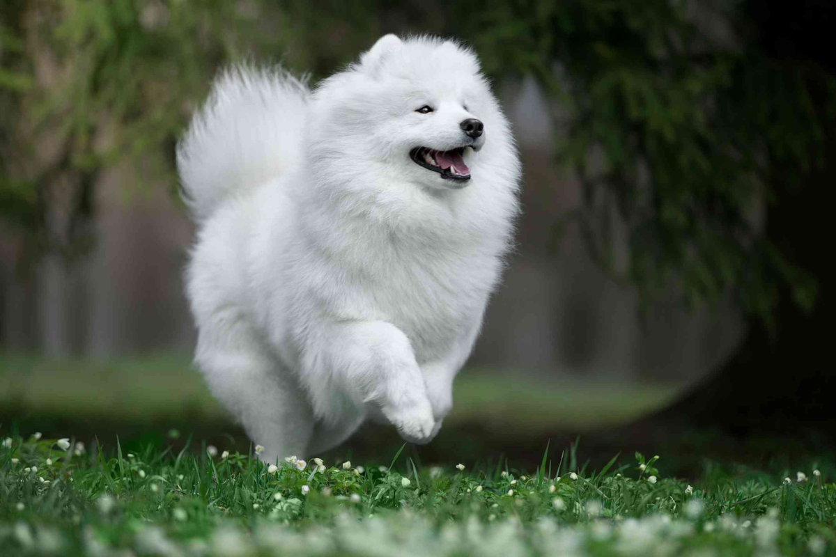 Samoyed Breed Guide: Traits, History, Care & Health