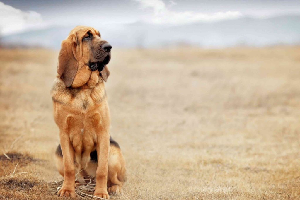 5 Best Scent Hound Breeds to Get - Dogz Online