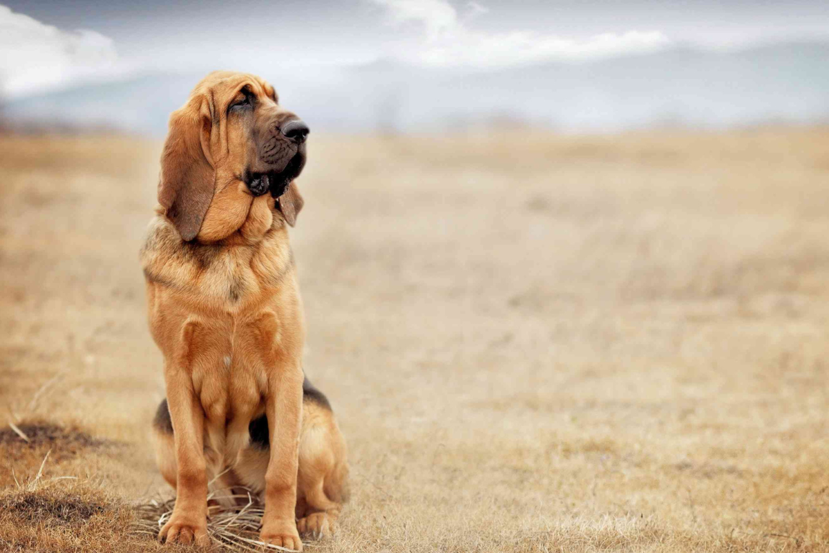 5 Best Scent Hound Breeds to Get - Dogz Online