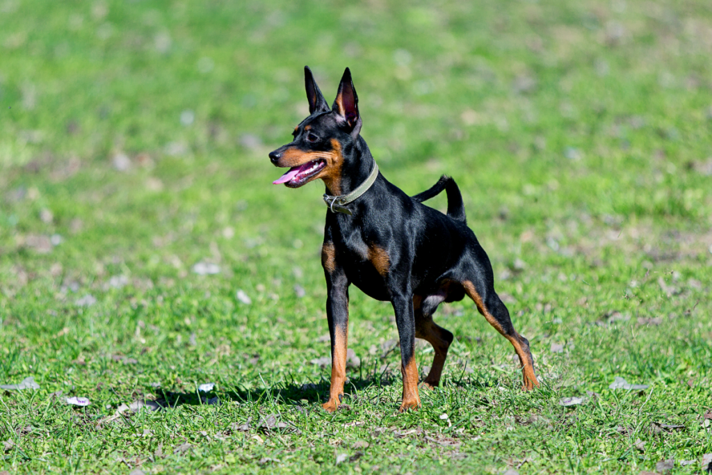 The Best Miniature Dog Breeds for Small Spaces and Big Hearts