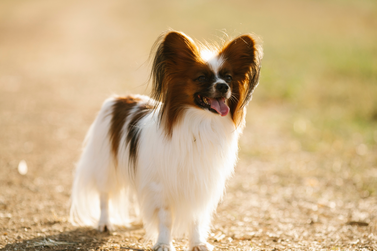 Papillon Breed Guide: Traits, History, Care & Health