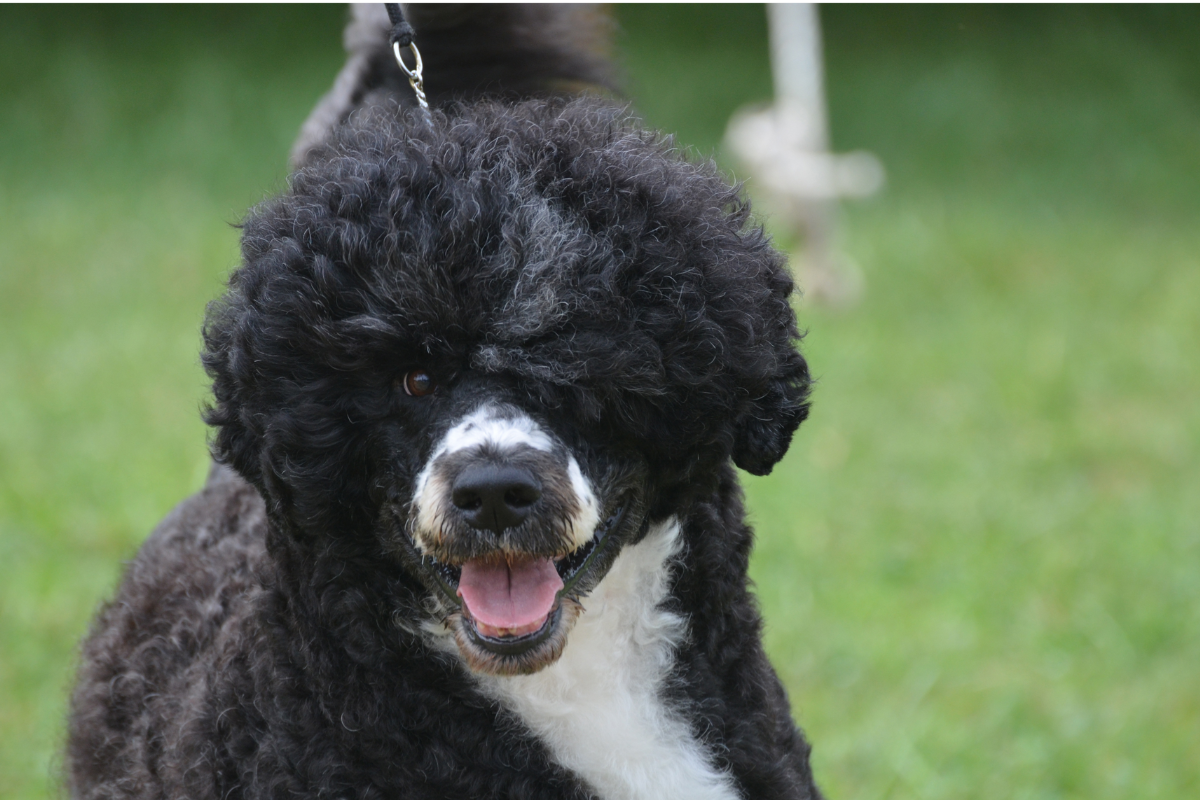 Water Dog Breeds and Retrievers That Are Great Swimmers