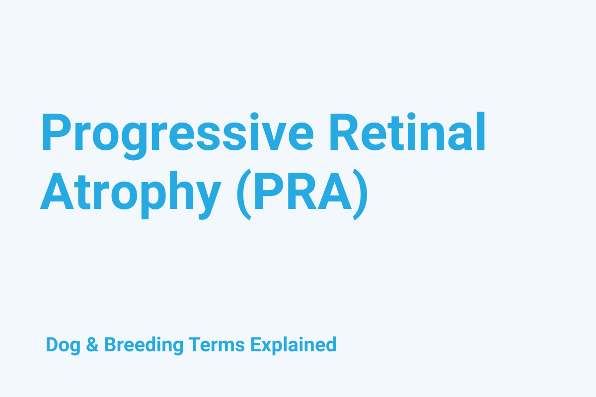 Progressive Retinal Atrophy (PRA): Dog & Breeding Term Explained